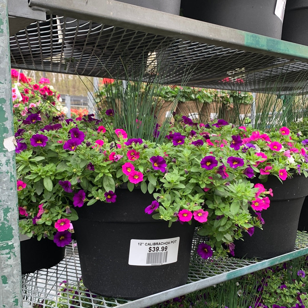 Calibrachoa Mix Planter – Holland Park Garden Living