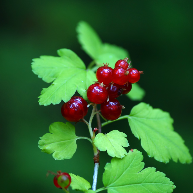 Alpine Currant – Holland Park Garden Gallery