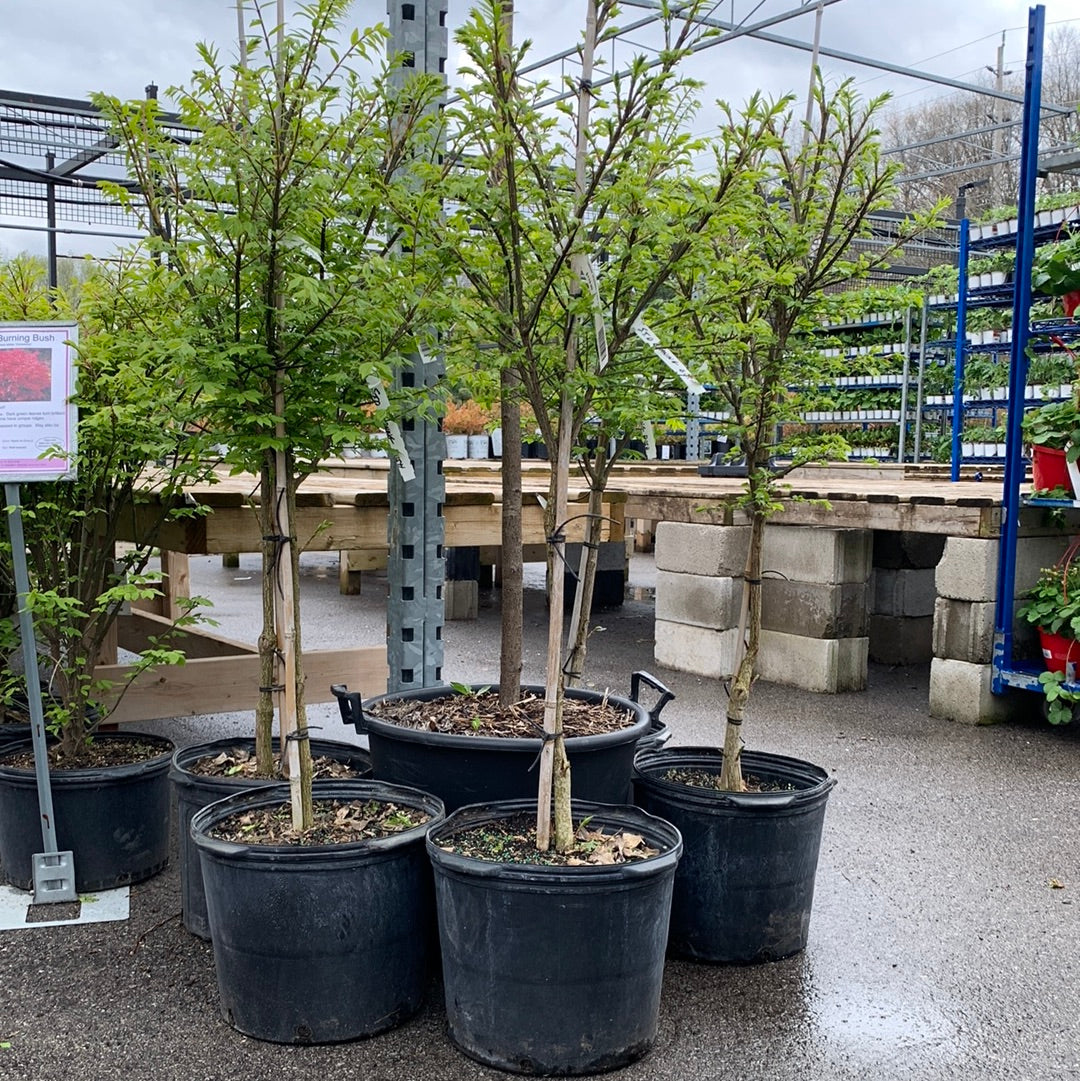 Dwarf Burning Bush Standard – Holland Park Garden Living