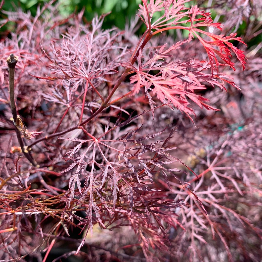Red Filigree Laceleaf – Holland Park Garden Gallery
