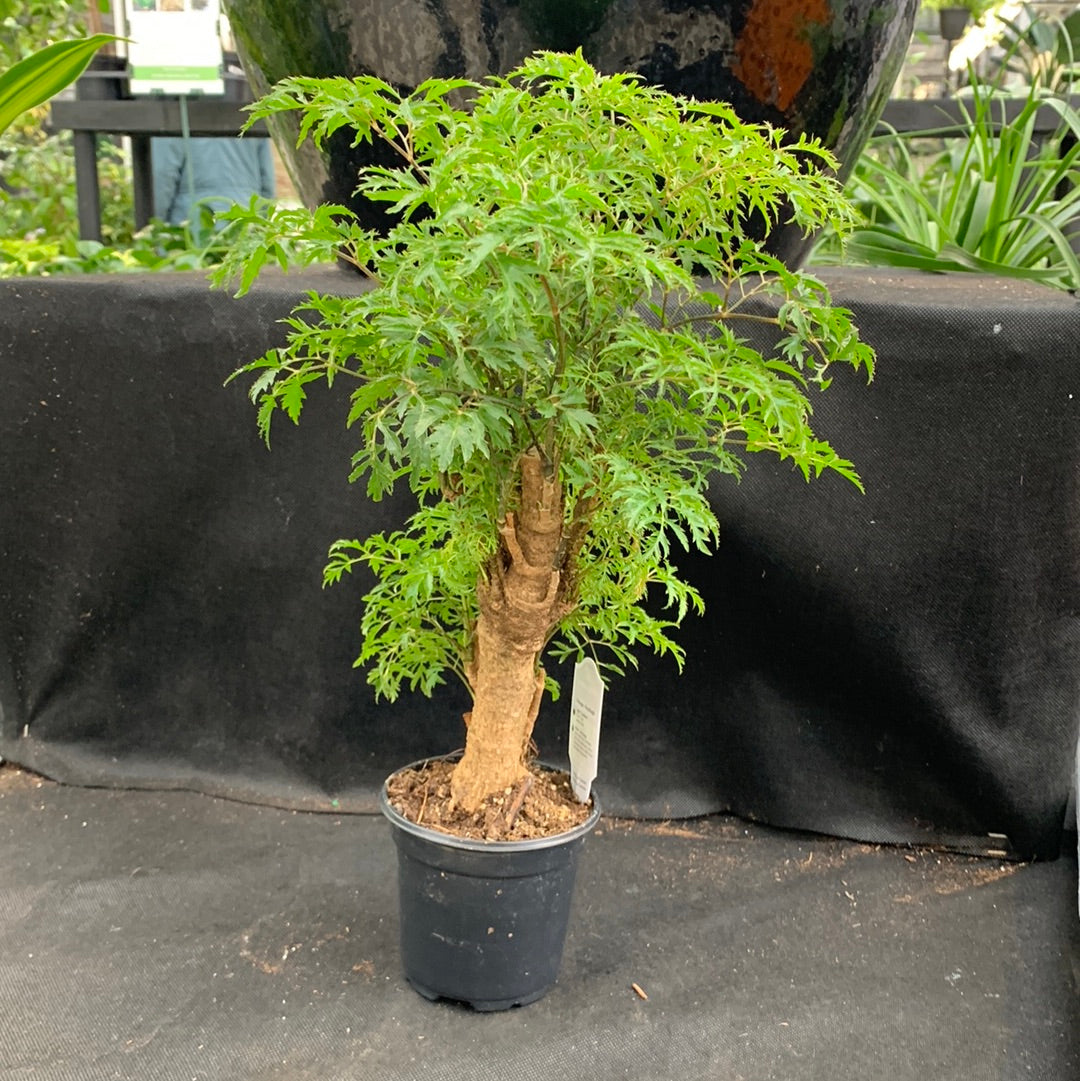 Ming Aralia – Holland Park Garden Living