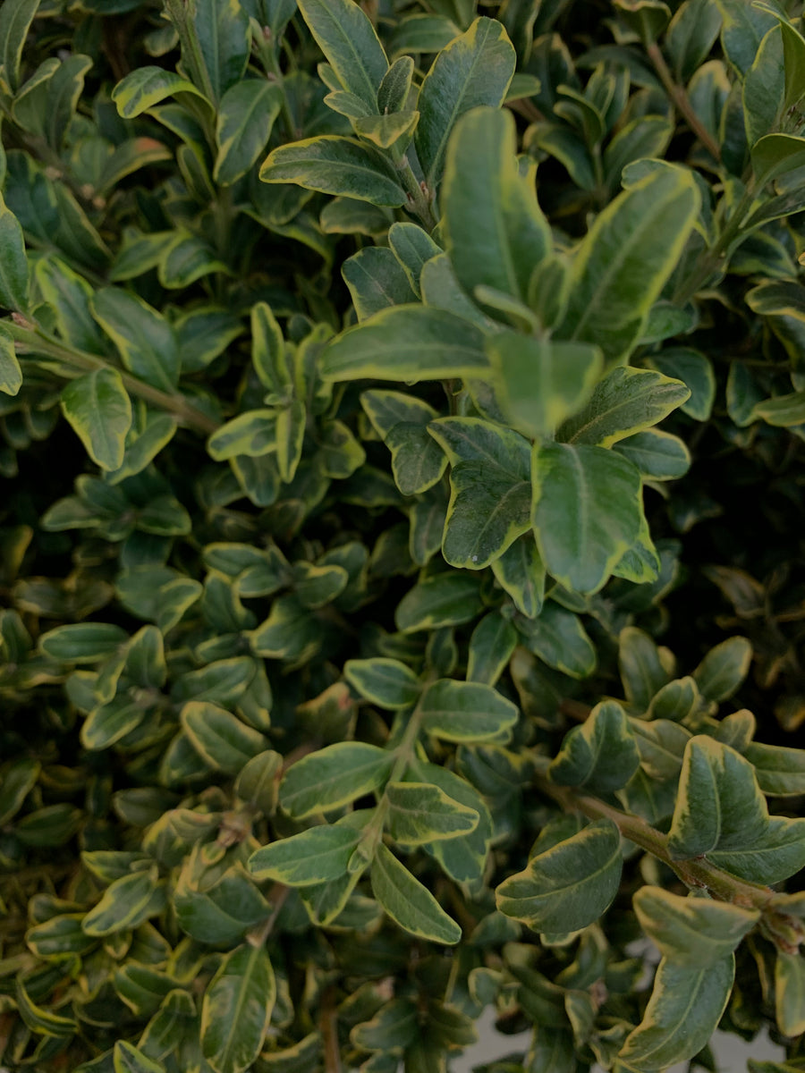 Oregonia Bunch – Holland Park Garden Living