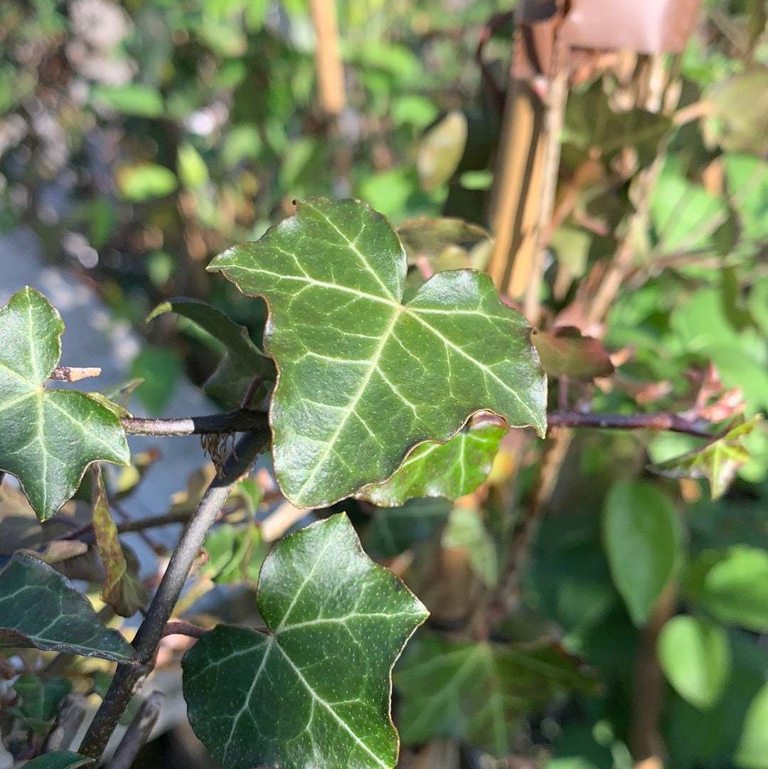 Baltic Ivy – Holland Park Garden Gallery