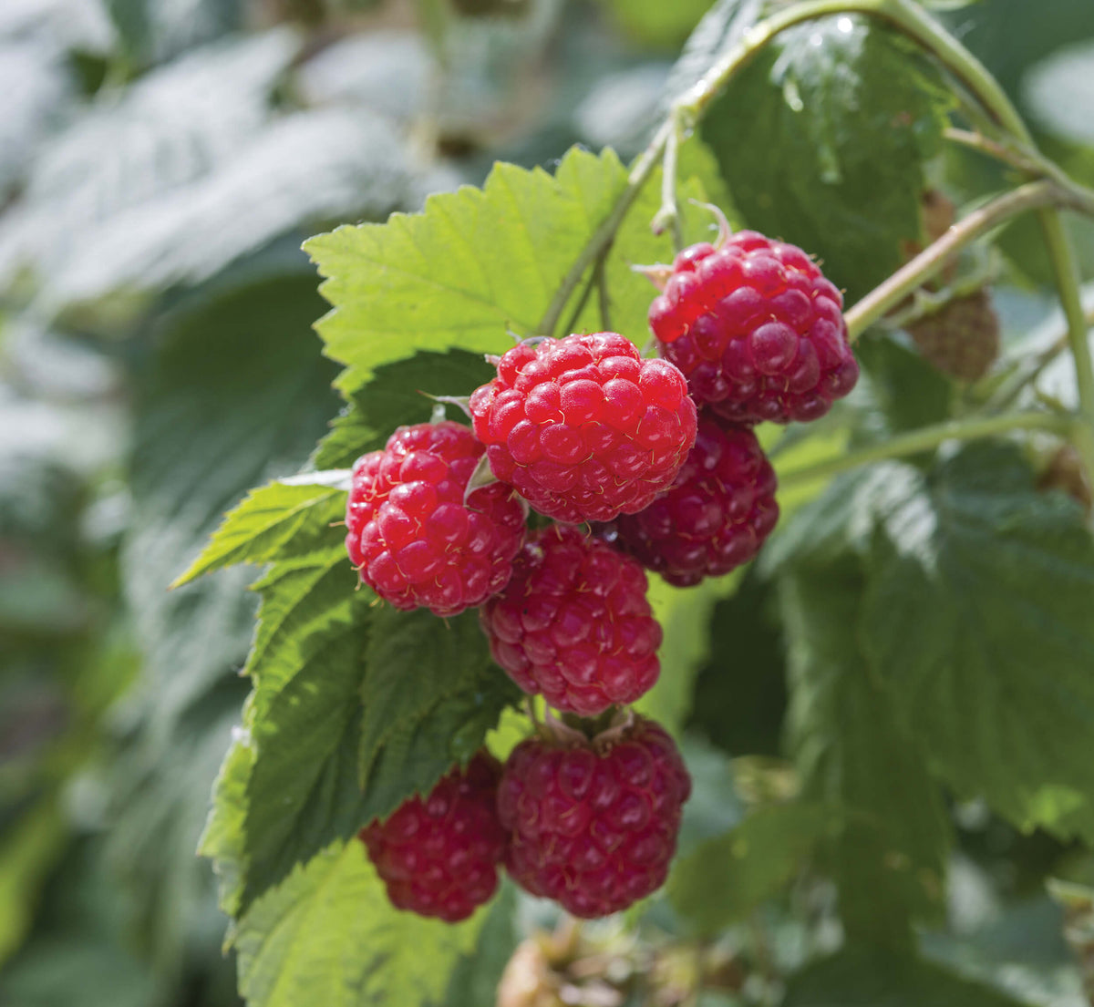Raspberry – Holland Park Garden Gallery